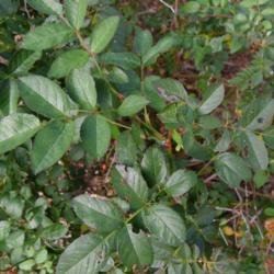 Photo of the entire plant of Rose (Rosa 'Abigail Adams Rose') posted by ...