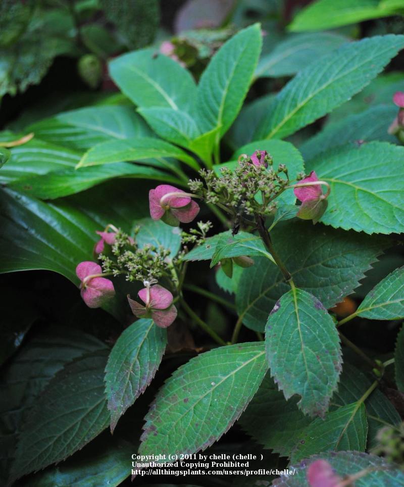 Photo of the leaves of Mountain Hydrangea (Hydrangea serrata 'Blue ...