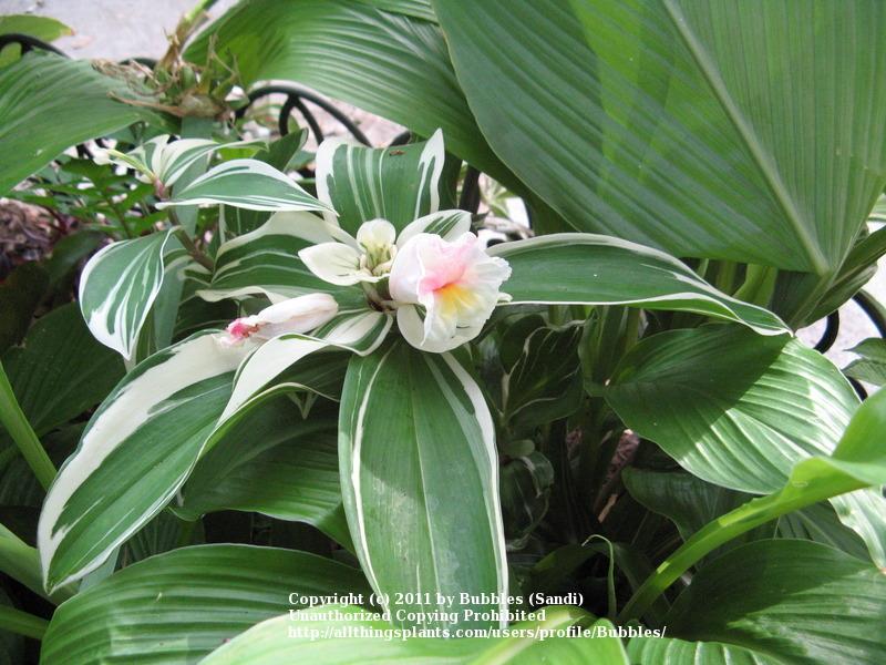 Variegated Crepe Ginger (Hellenia speciosa 'Foster Variegated ...