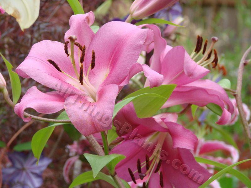 Photo of the bloom of Lily (Lilium 'Robina') posted by Joy - Garden.org