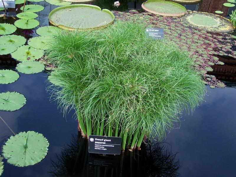 Photo of the entire plant of Dwarf Giant Papyrus (Cyperus percamenthus ...