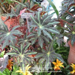 Star Begonia (Begonia heracleifolia) in the Begonias Database - Garden.org