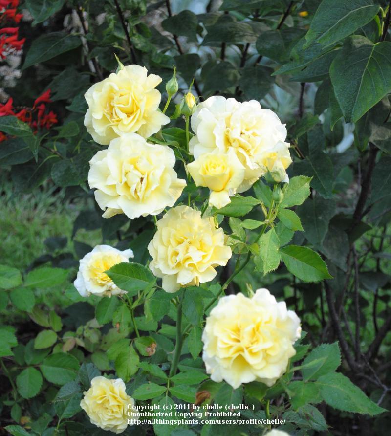 Photo of the entire plant of Rose (Rosa 'Sunsprite') posted by chelle ...