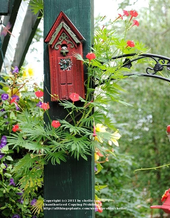 Photo of the bloom of Cardinal Climber (Ipomoea x multifida) posted by ...