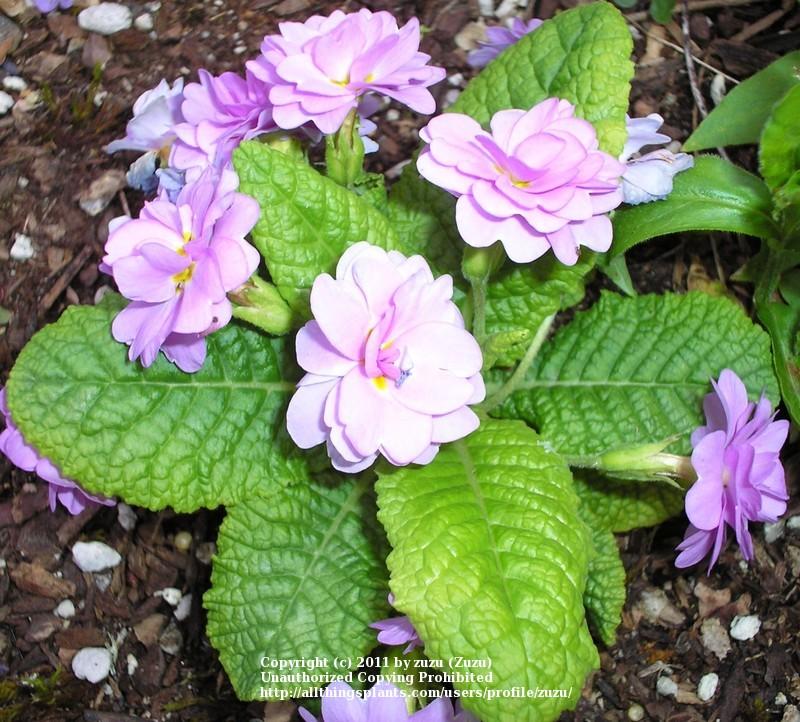 Double-Flowered Primrose (Primula vulgaris 'Sue Jervis') in the ...