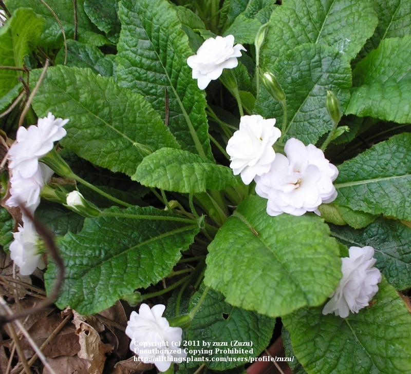 Double-Flowered Primrose (Primula vulgaris 'Dawn Ansell') in the ...