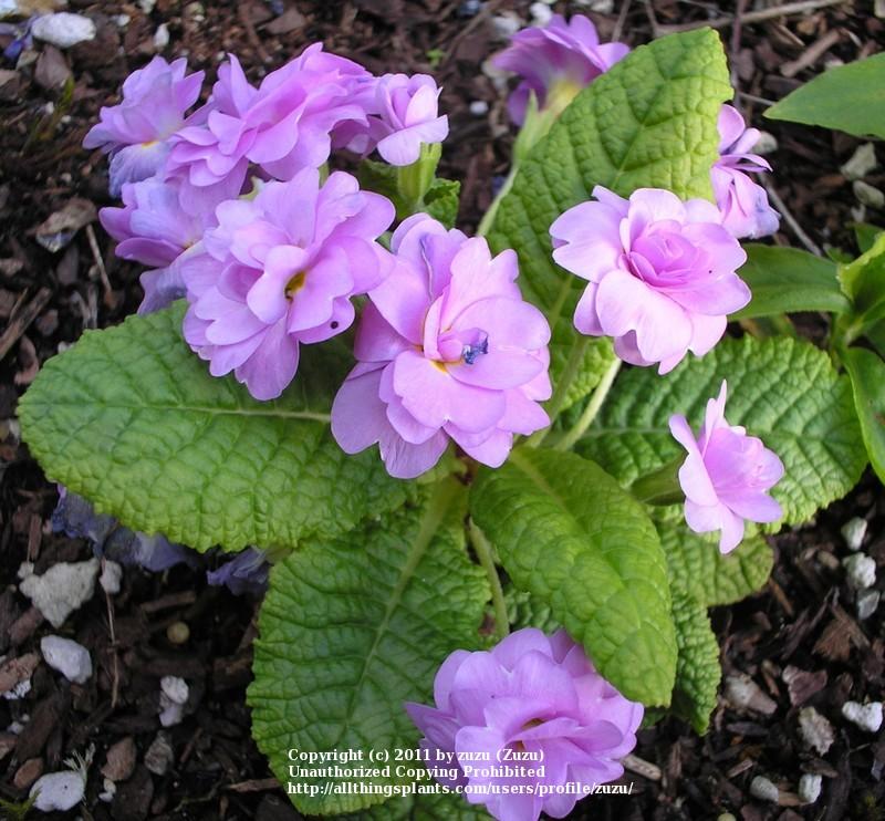 Double Flowered Primrose (Primula vulgaris 'Marie Crousse') in the ...