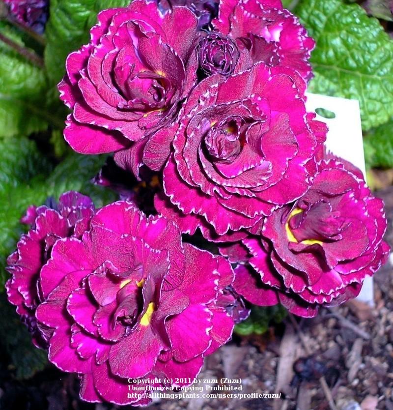English Primrose (Primula vulgaris 'Burgundy Lace') in the Primroses ...