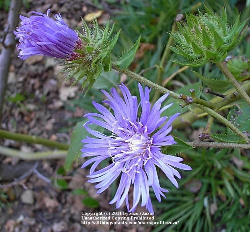 Stokes' Aster (Stokesia laevis 'Omega Skyrocket') - Garden.org