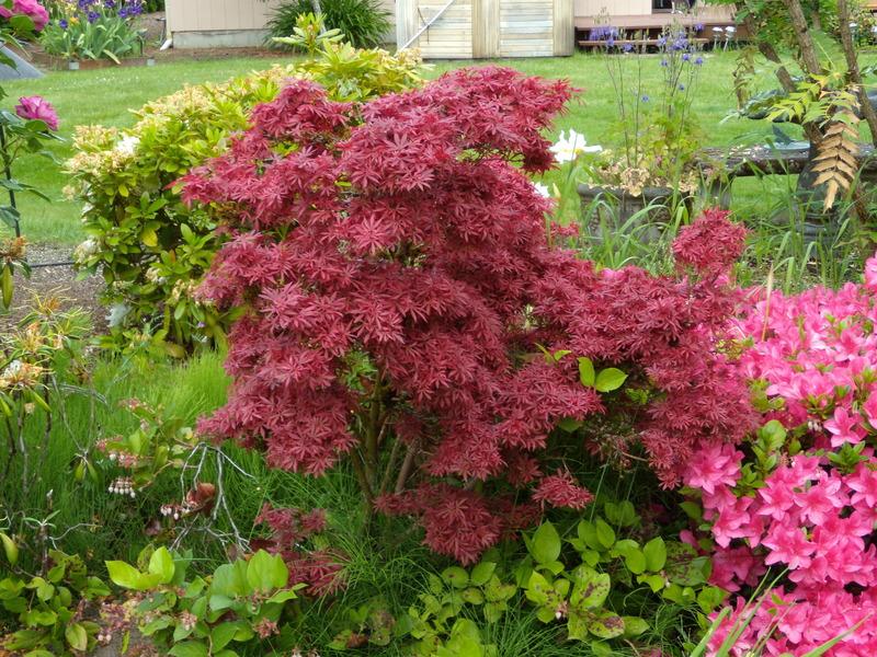 Japanese Maple (Acer palmatum 'Shaina') - Garden.org