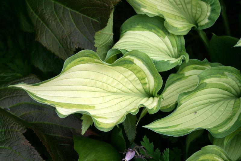 Photo of the leaves of Hosta 'Guardian Angel' posted by Calif_Sue ...