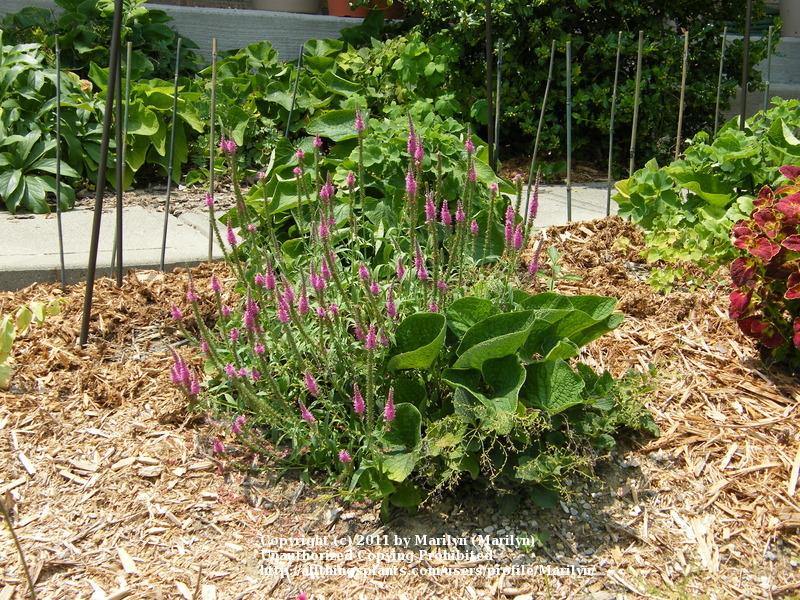 Photo of the entire plant of Spike Speedwell (Veronica spicata 'Red Fox ...