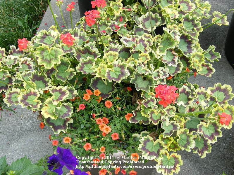 Photo of the bloom of Zonal Geranium (Pelargonium x hortorum 'Mrs ...