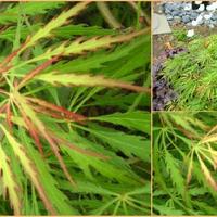 Photo of the leaves of Japanese Maple (Acer palmatum 'Spring Delight ...
