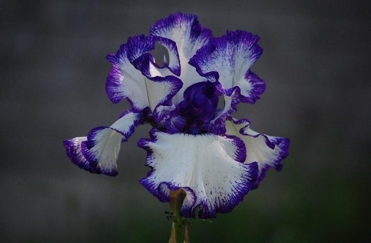 Photo of the bloom of Tall Bearded Iris (Iris 'Rare Treat') posted by ...