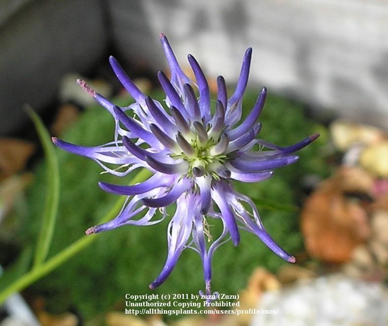 Photo of the closeup of buds, sepals and receptacles of Horned Rampion ...
