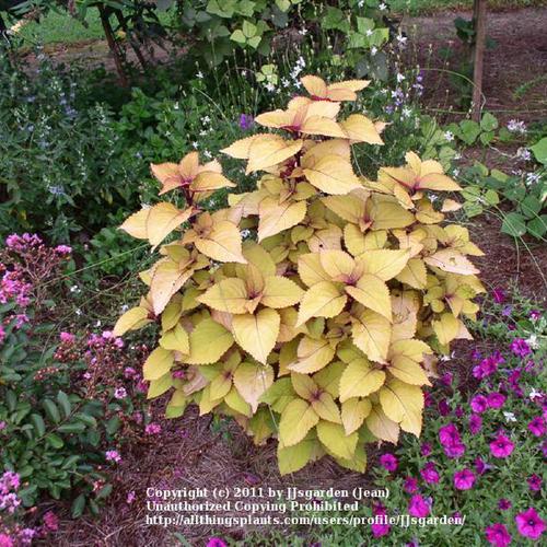 Coleus (Coleus scutellarioides 'Gold Giant') in the Coleus Database ...