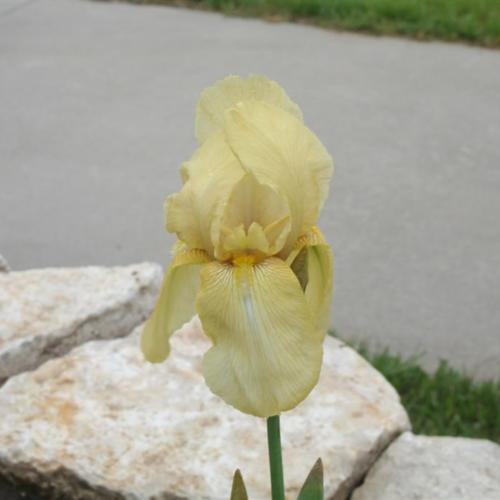 Tall Bearded Iris (Iris 'Ivory Petals') in the Irises Database - Garden.org