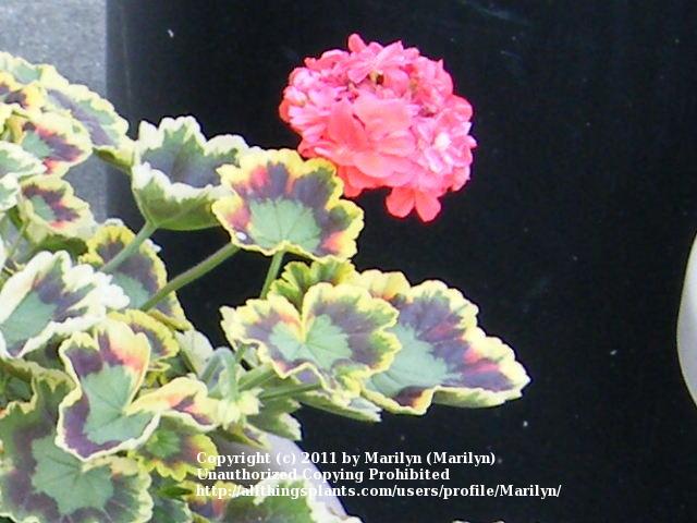 Photo of the leaves of Zonal Geranium (Pelargonium x hortorum 'Mrs ...