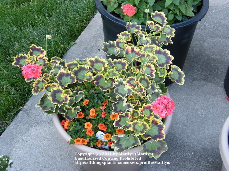 Photo of the entire plant of Zonal Geranium (Pelargonium x hortorum ...