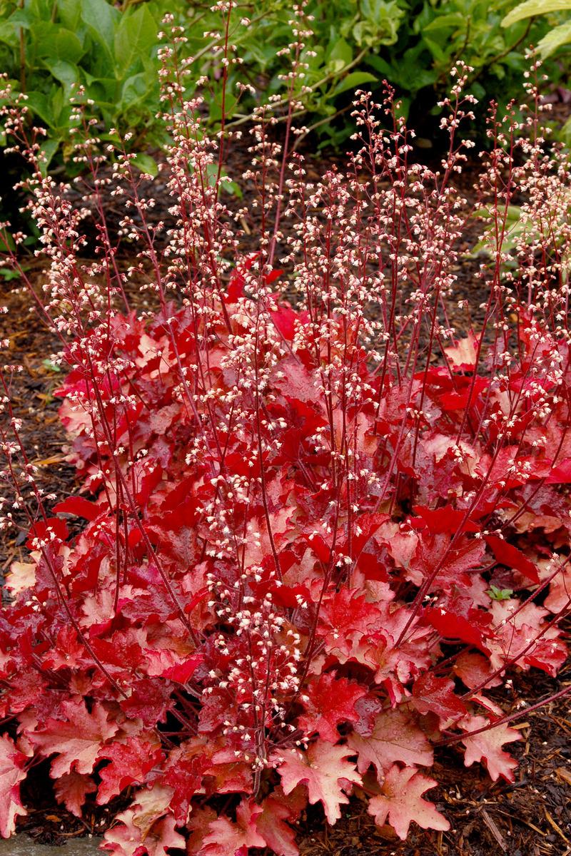 Photo of the entire plant of Coral Bells (Heuchera 'Peach Flambe ...