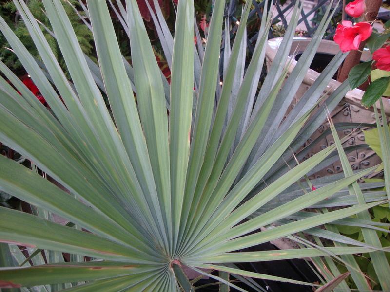 Photo of the leaves of Blue Mediterranean Fan Palm (Chamaerops humilis ...