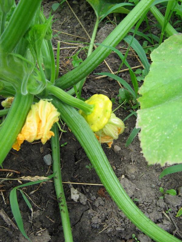 Summer Squash (Cucurbita pepo 'Golden Scallop') in the Gourds, Squashes ...