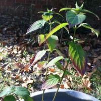 Photo of the bloom of Philippine Violet (Barleria cristata) posted by ...