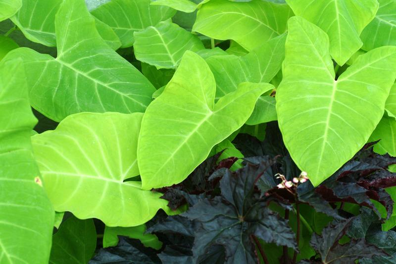 Photo of the leaves of Arrow Leaf Elephant's Ear (Xanthosoma ...