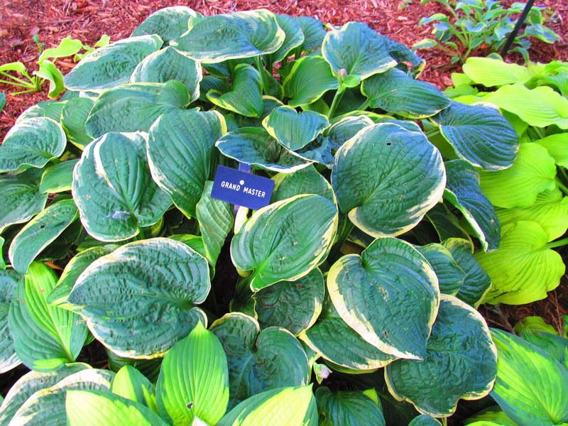 Hosta 'Grand Master' in the Hostas Database - Garden.org