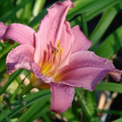Daylily (Hemerocallis 'Summer Wine') in the Daylilies Database - Garden.org