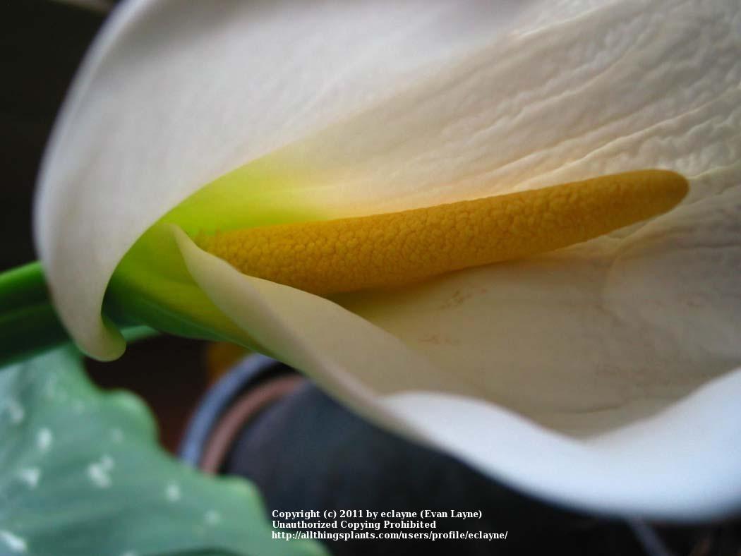Photo of the bloom of Calla Lily (Zantedeschia aethiopica 'White Giant ...