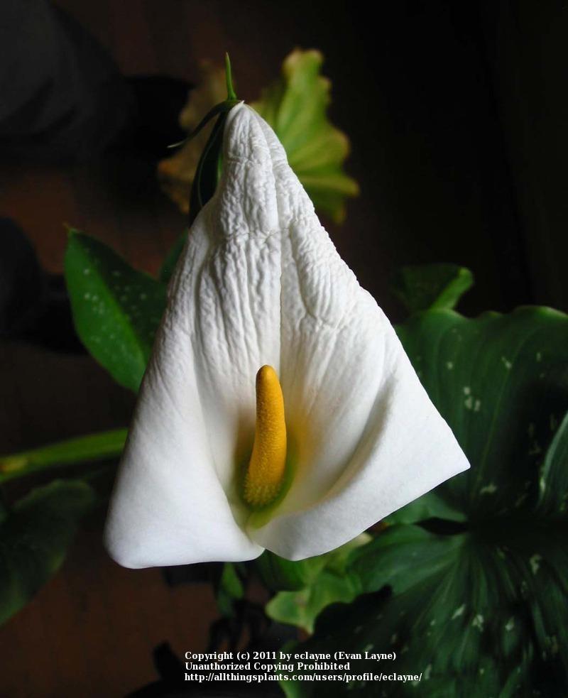 Photo of the bloom of Calla Lily (Zantedeschia aethiopica 'White Giant ...