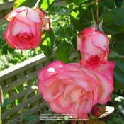 Rose (Rosa 'Harlekin') in the Roses Database - Garden.org