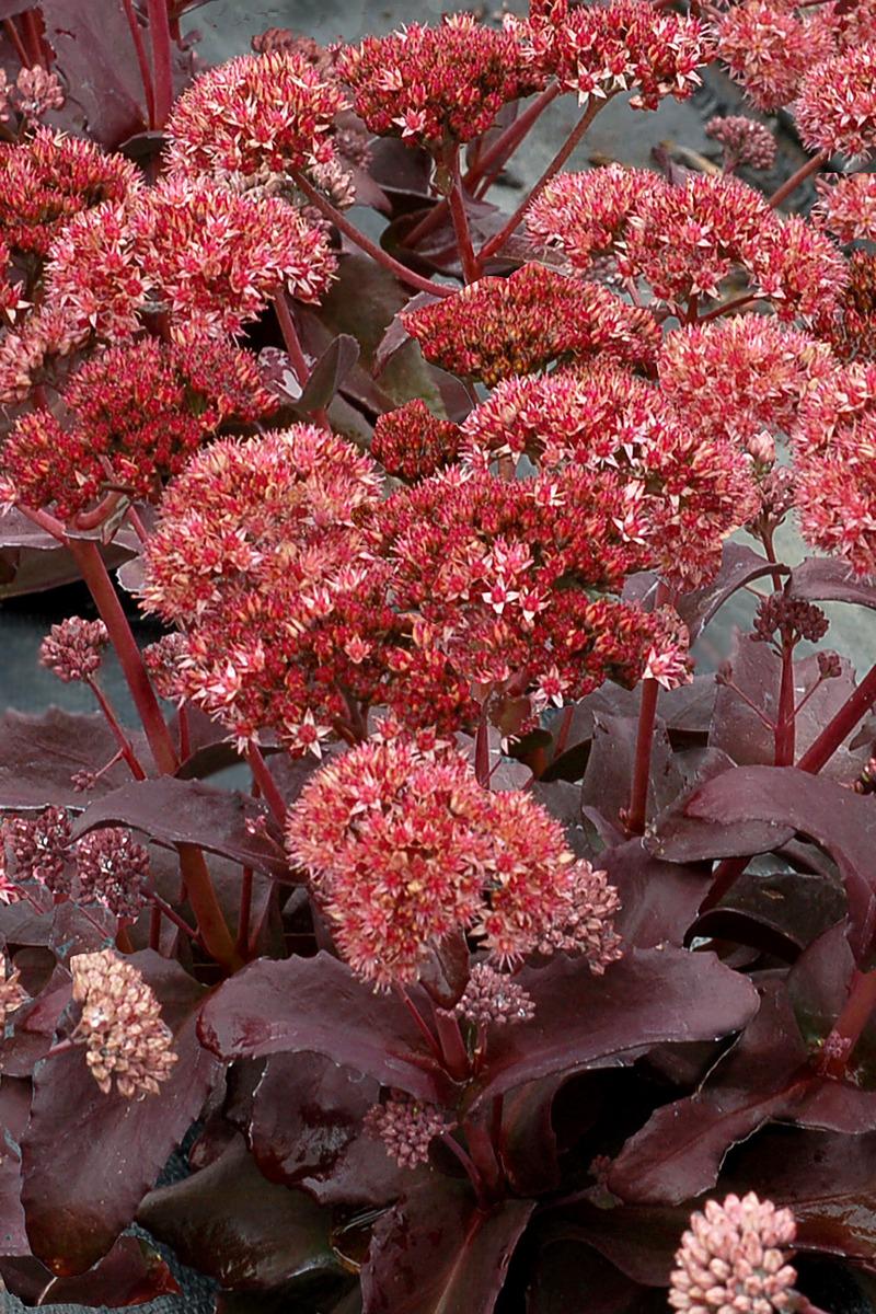 Sedum (Hylotelephium telephium subsp. telephium Candy™ Raspberry ...