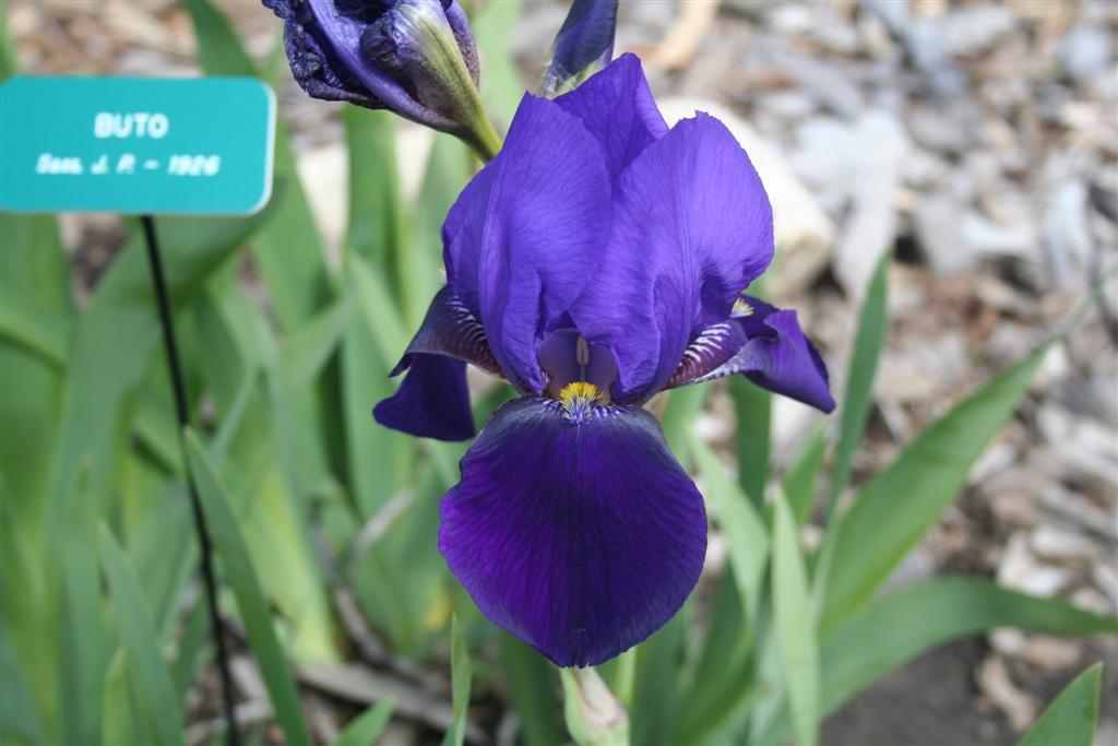 Photo of the bloom of Tall Bearded Iris (Iris 'Buto') posted by ...