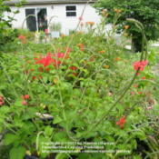 Red Porterweed (Stachytarpheta mutabilis) - Garden.org