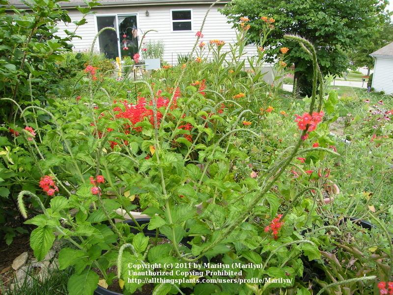 Photo of the entire plant of Red Porterweed (Stachytarpheta mutabilis ...