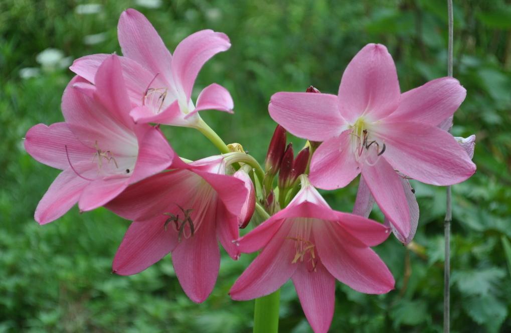 Photo of the bloom of Crinum Lily (Crinum 'Bradley') posted by raydio ...