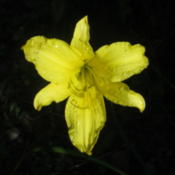 Daylily (Hemerocallis 'Hyperion') in the Daylilies Database - Garden.org