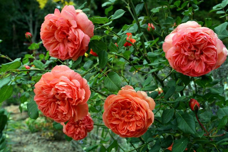 Photo of the bloom of Rose (Rosa 'Summer Song') posted by Calif_Sue ...