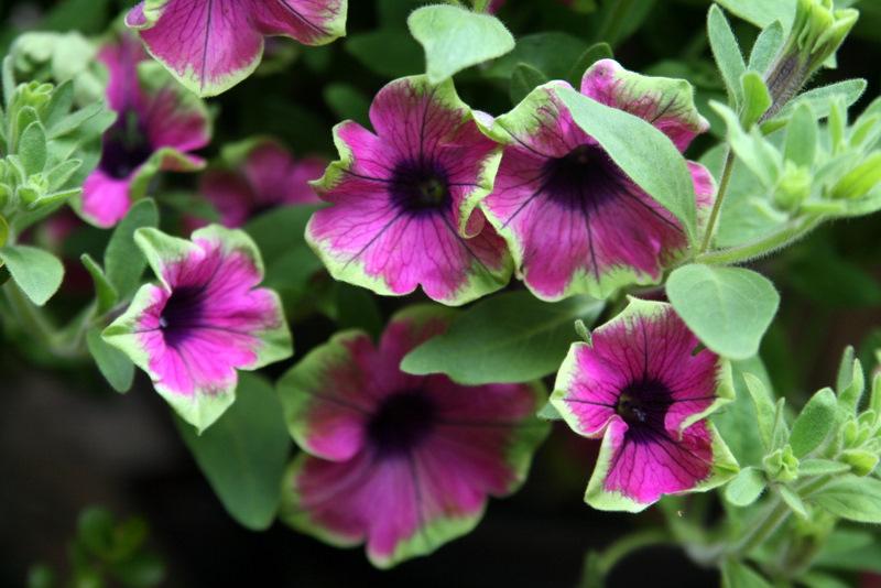 Petunias: Plant Care and Collection of Varieties - Garden.org