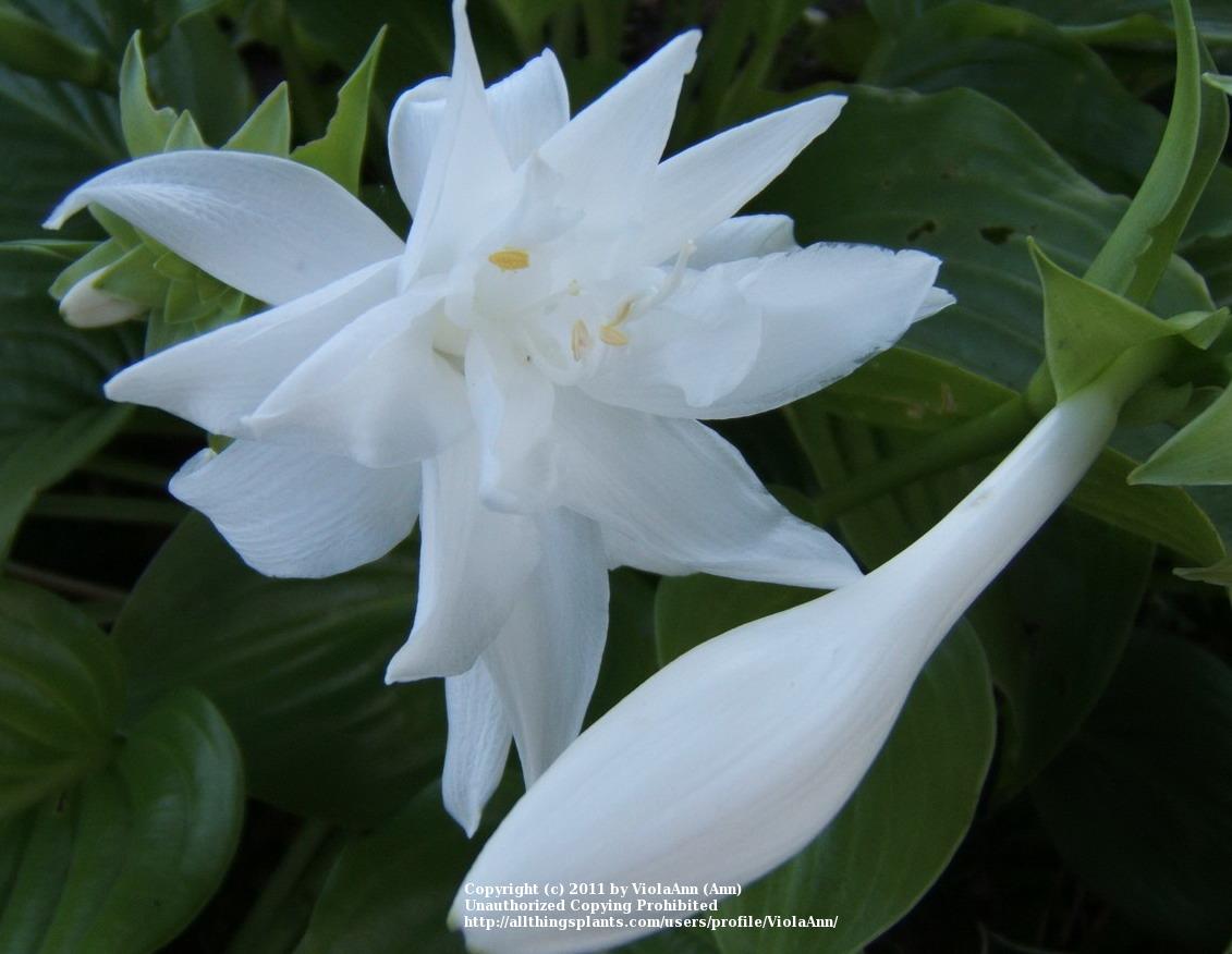 Photo of the bloom of Hosta (Hosta plantaginea 'Venus') posted by ...
