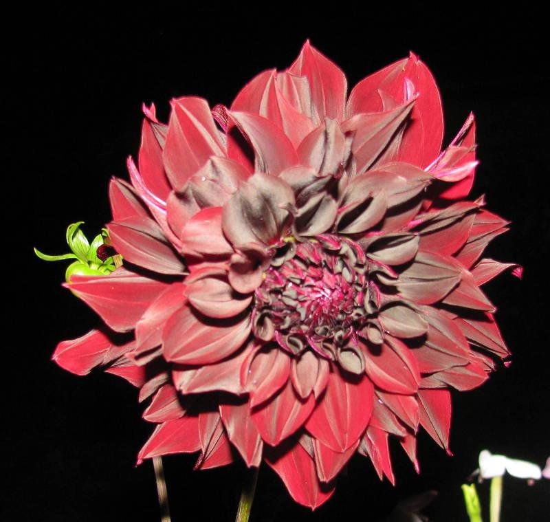 Photo of the bloom of Dahlia 'Rip City' posted by jmorth - Garden.org