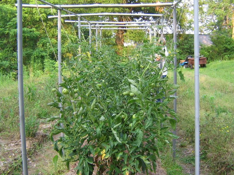 Photo of the entire plant of Tomato (Solanum lycopersicum 'Peron ...