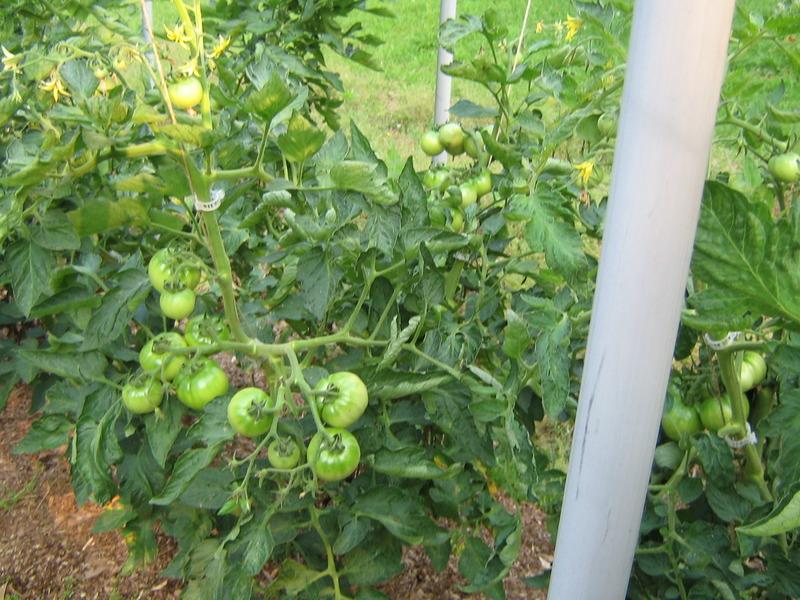 Photo of the entire plant of Tomato (Solanum lycopersicum 'Peron ...