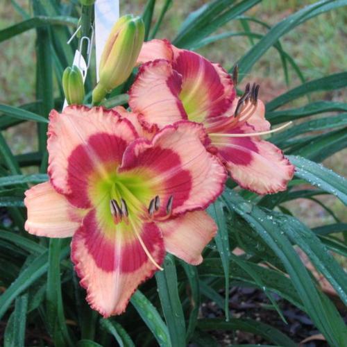 Daylily (Hemerocallis 'Radical Raspberry') in the Daylilies Database ...