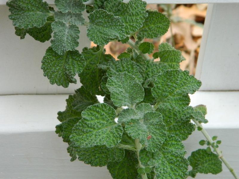 All About Horehound - Garden.org