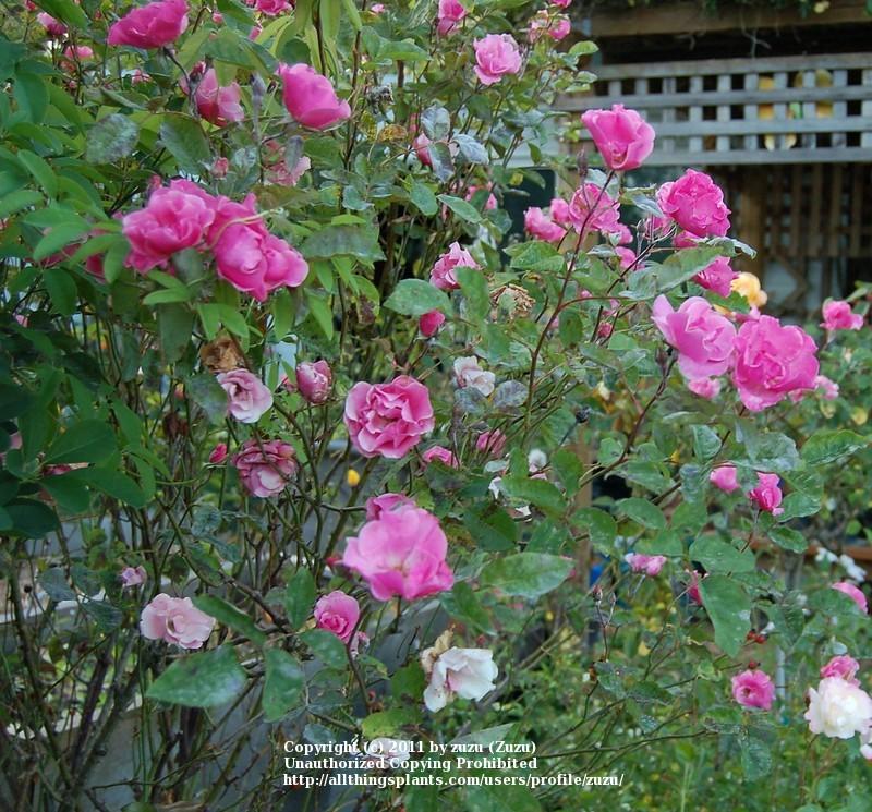 Photo of the entire plant of Rose (Rosa 'Else Poulsen') posted by zuzu ...