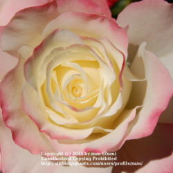 Rose (Rosa 'Delany Sisters') in the Roses Database - Garden.org